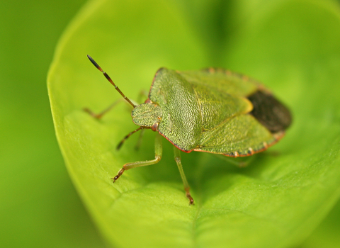 Common green shieldbug | The Wildlife Trusts